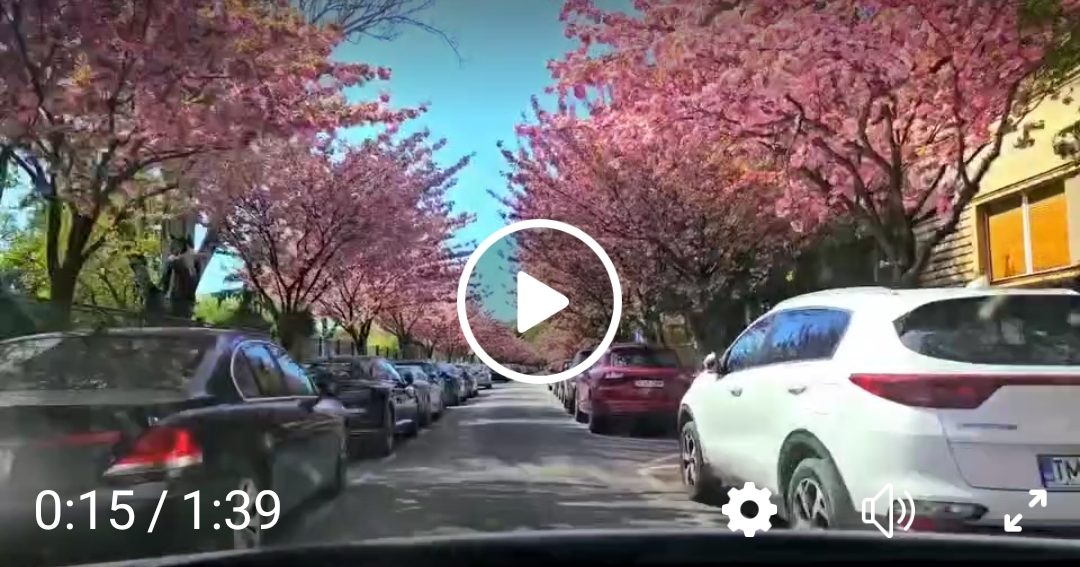 Cea mai frumoasă stradă din România a înflorit – IMAGINI DE BASM ...